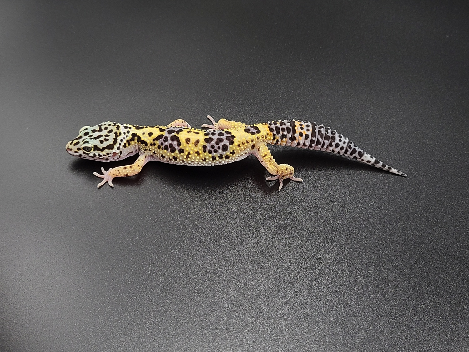 Fancy Leopard Gecko by CV Exotics inc. - MorphMarket