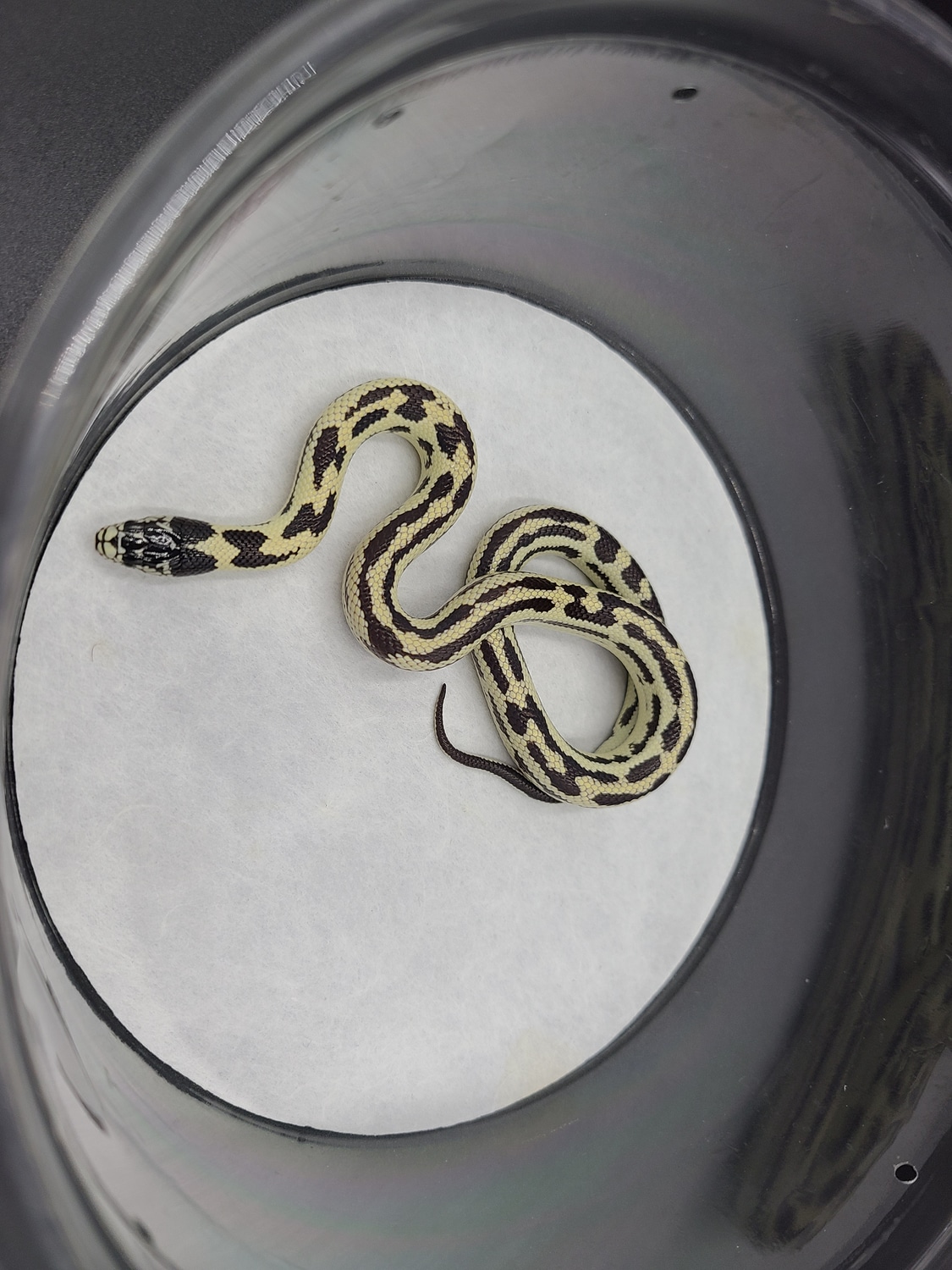 Aberrant California Kingsnake by CV Exotics inc. - MorphMarket