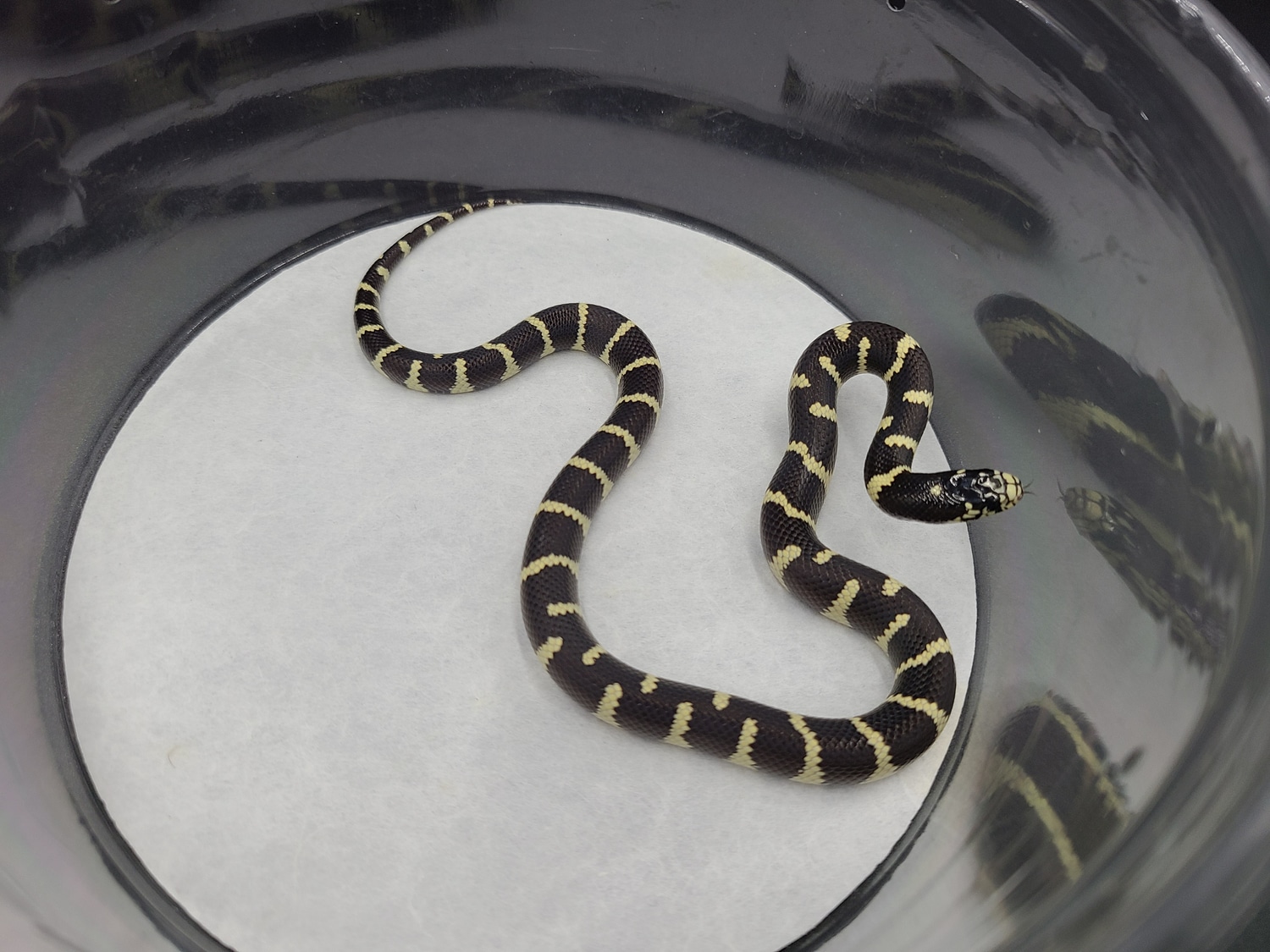 Banded California Kingsnake by CV Exotics inc. - MorphMarket