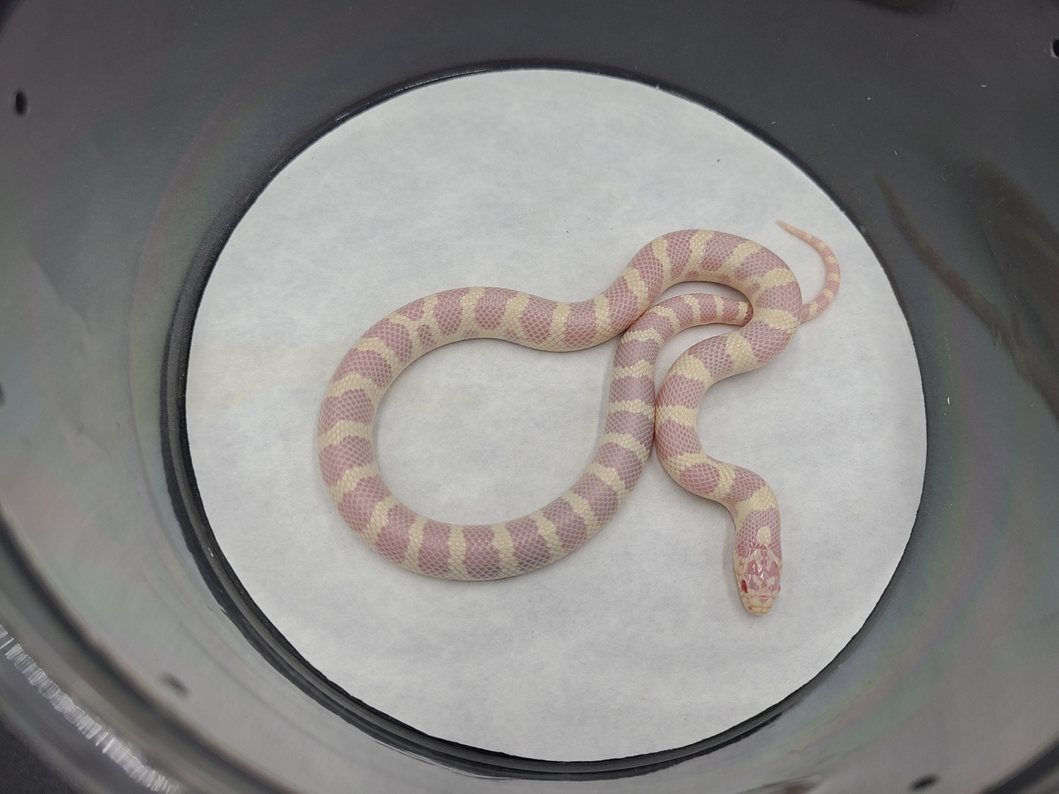 Albino Banded California Kingsnake by CV Exotics inc. - MorphMarket