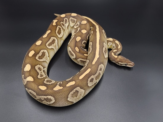 Sable Pastel Ball Python by CV Exotics inc.