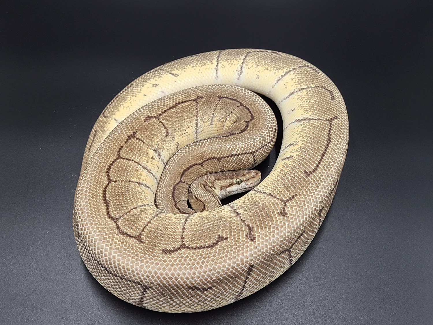 Spider Pinstripe Mojave Ball Python by CV Exotics inc. - MorphMarket