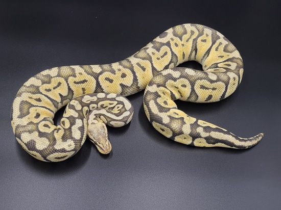 Super Pastel Ghost Ball Python by CV Exotics inc.