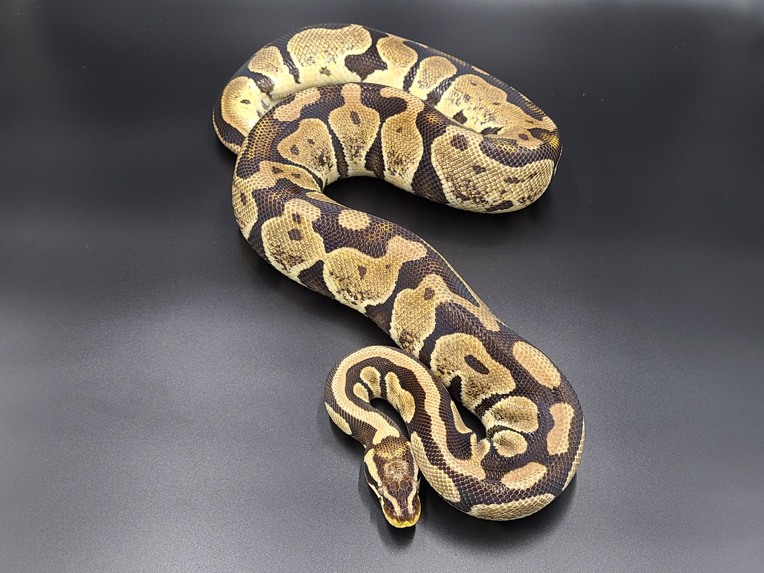 Pastel Ball Python by CV Exotics inc. - MorphMarket