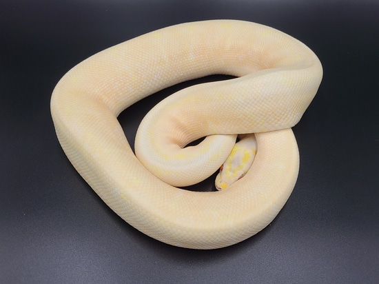 Albino Spider Ball Python by CV Exotics inc.