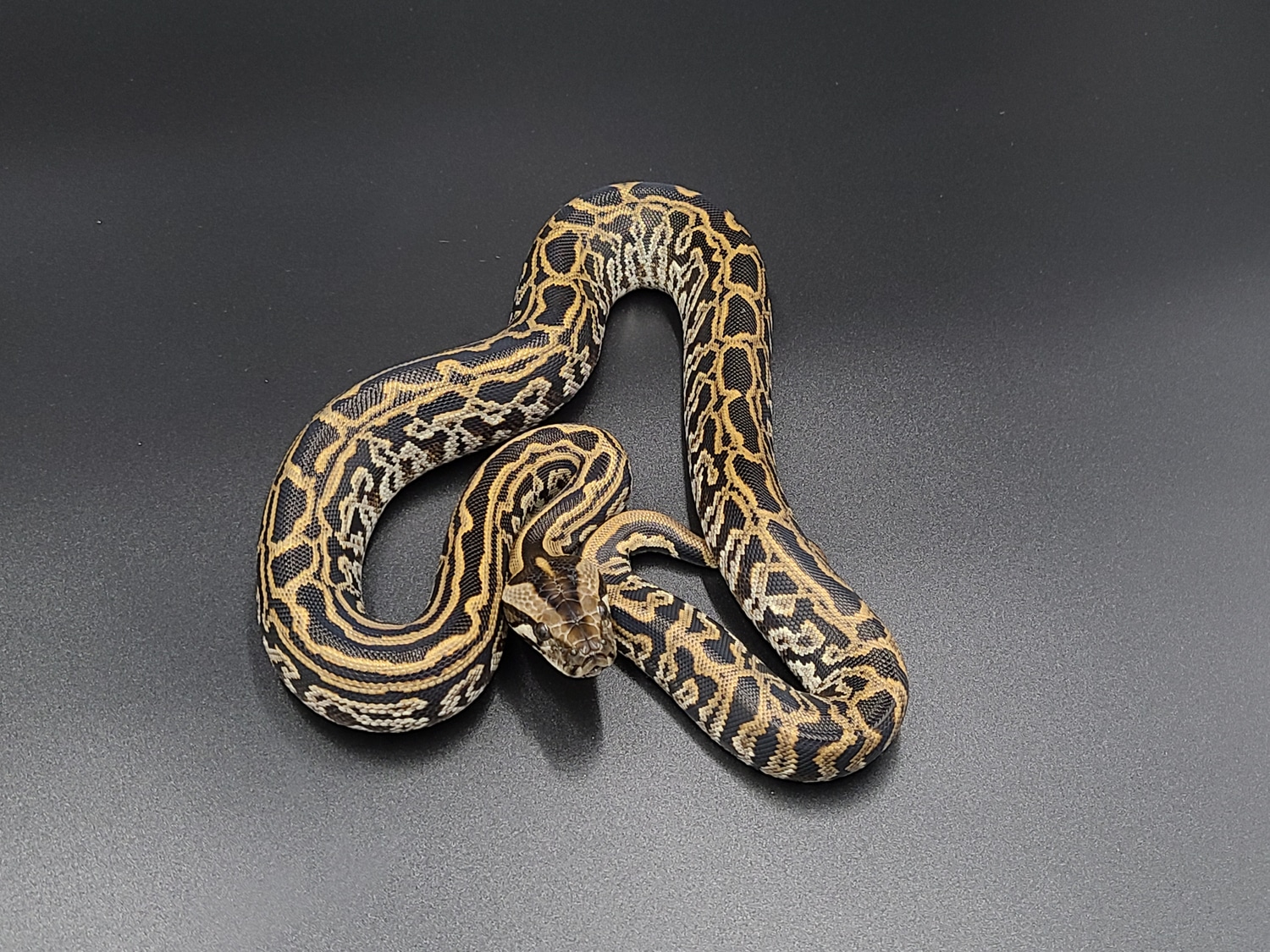 Labyrinth 66% Het Albino Burmese Python by CV Exotics inc. - MorphMarket