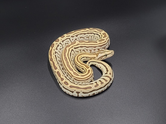 Hypo Labyrinth 66% Het Albino Burmese Python by CV Exotics inc.