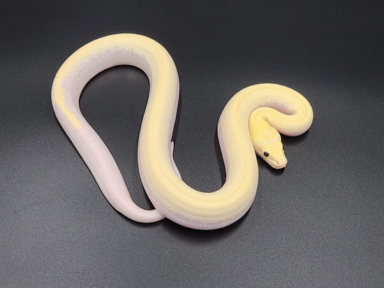 Ivory 100% Het Labyrinth 66% Het Albino Burmese Python by CV Exotics inc.