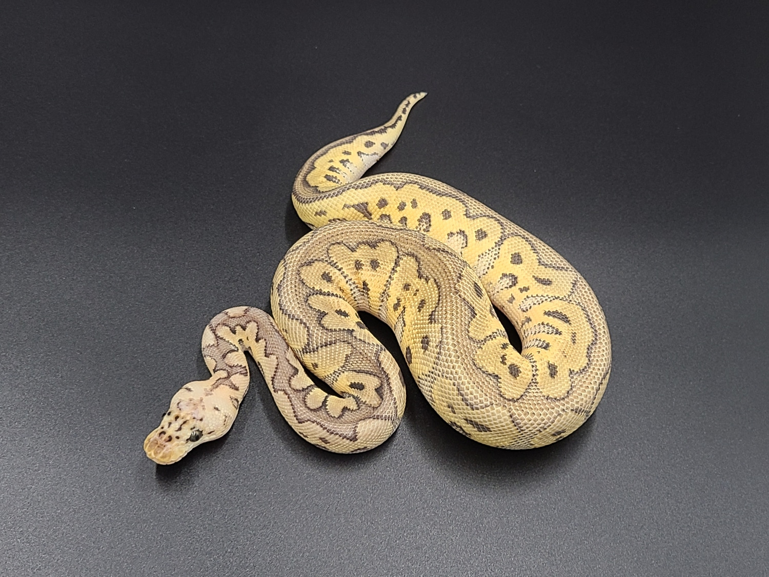Clown Super Pastel Fire Ball Python by CV Exotics inc. - MorphMarket