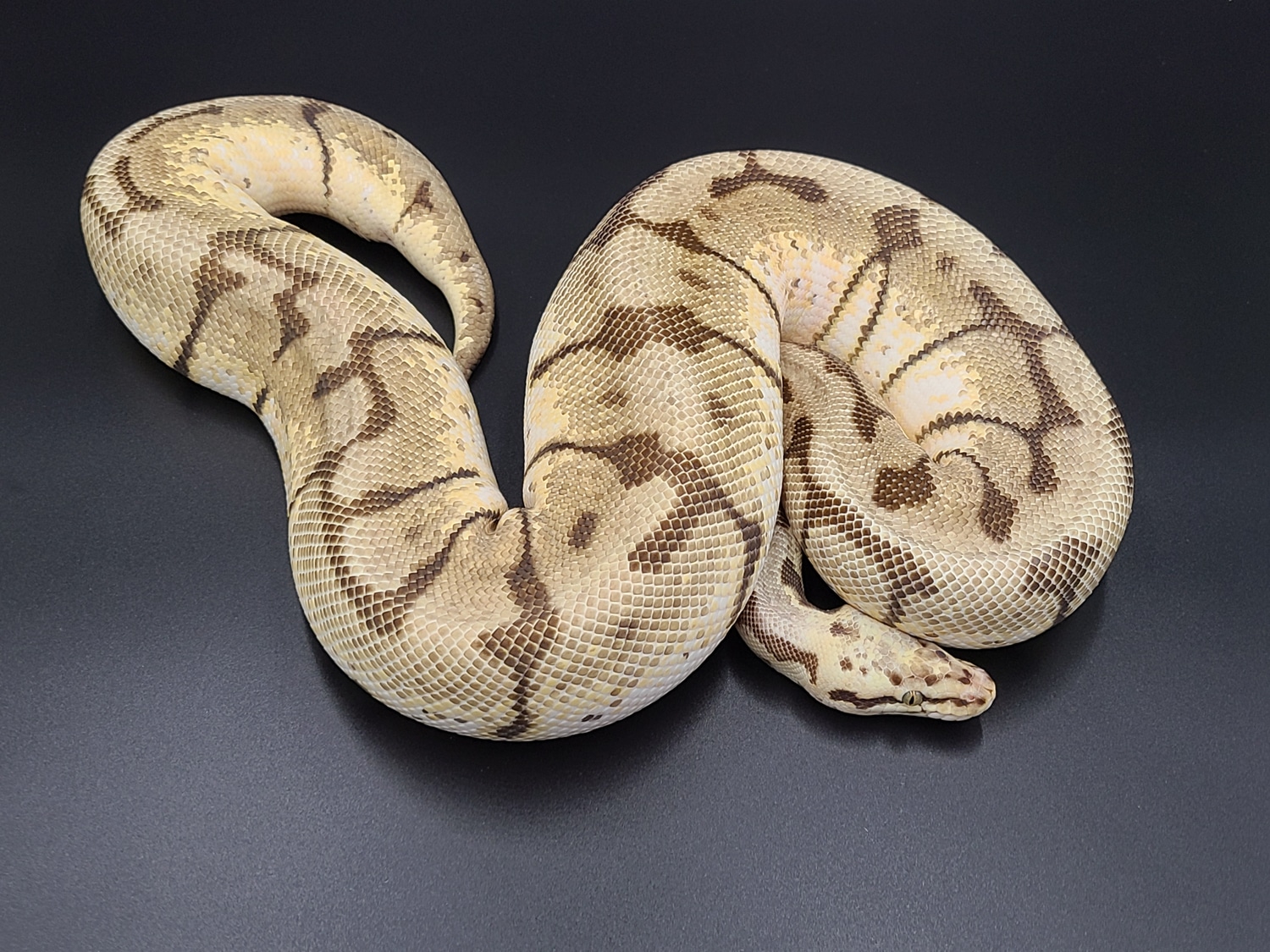 Bee Granite Ball Python by CV Exotics inc. - MorphMarket
