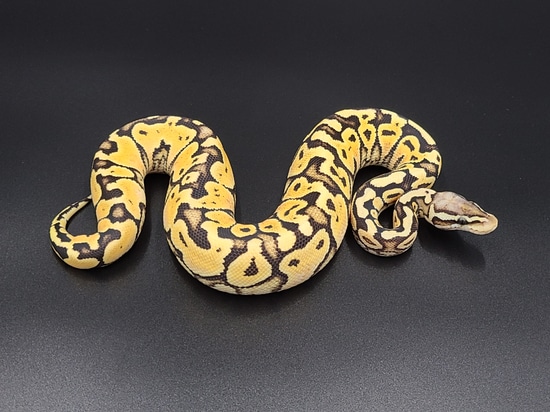Lace Pastel Yellow Belly Granite Ball Python by CV Exotics inc.