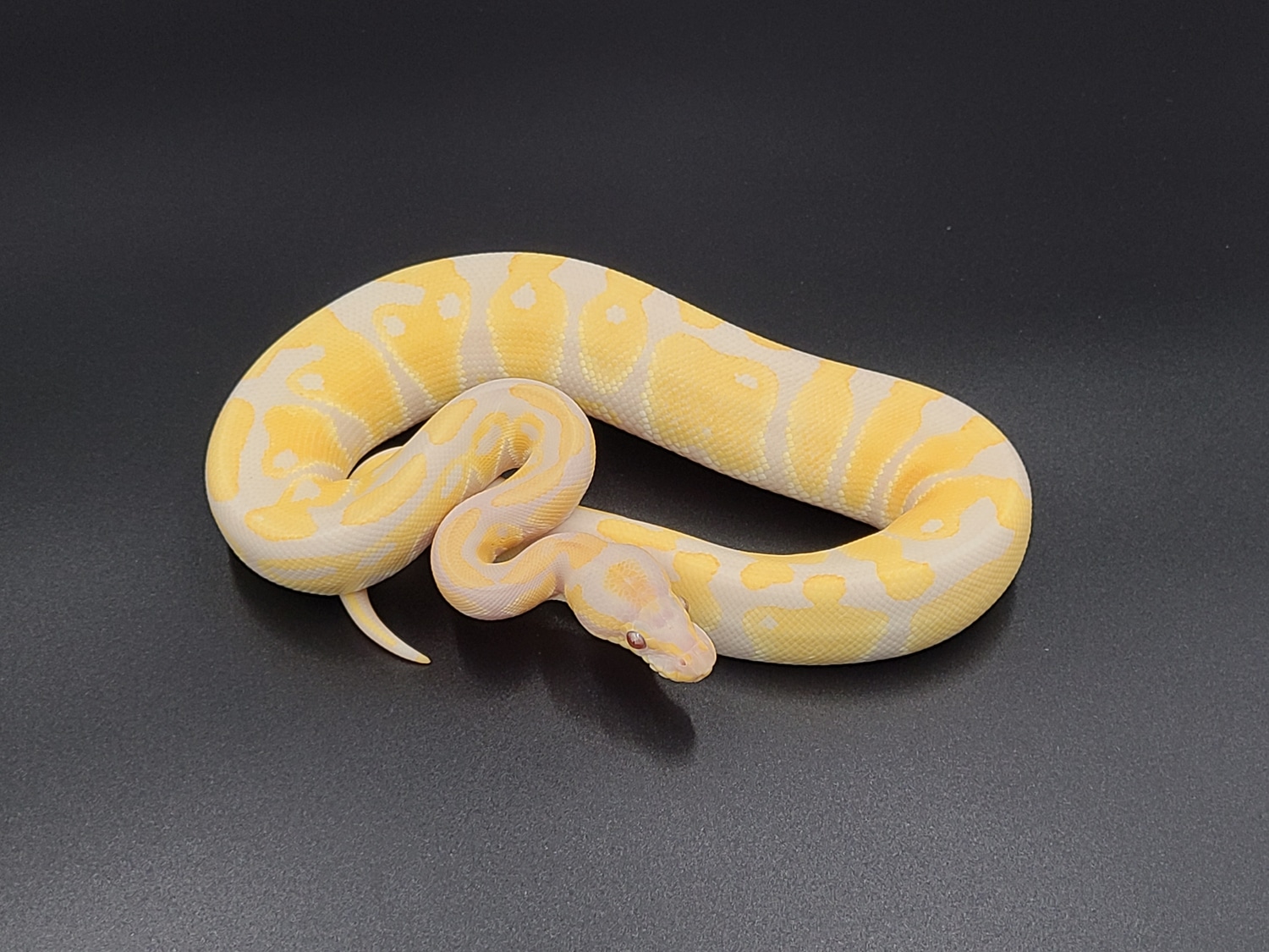 Lavender Albino Ball Python by CV Exotics inc. - MorphMarket
