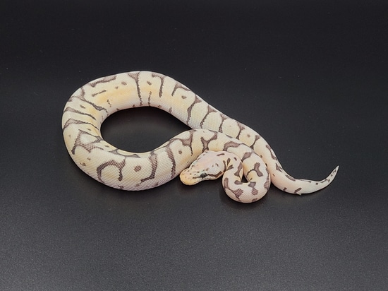 Killer Bee Fire 100% Het Clown Ball Python by CV Exotics inc.