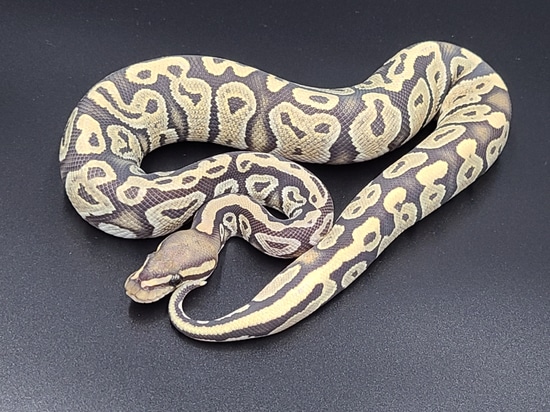 Ghost Ball Python by CV Exotics inc.