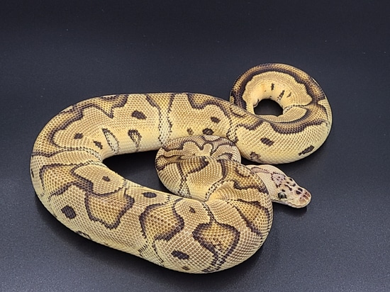 Orange Dream Pastel Clown Ball Python by CV Exotics inc.