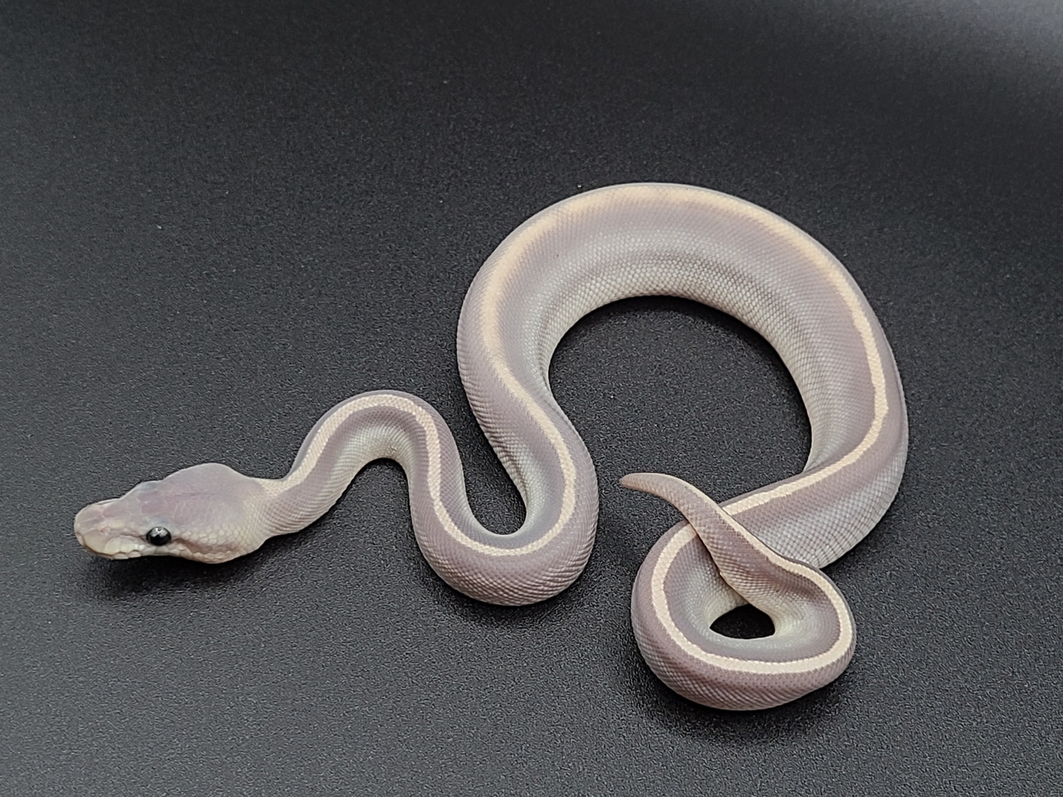 GHI Mojave Black Pastel Ghost Ball Python by CV Exotics inc. - MorphMarket