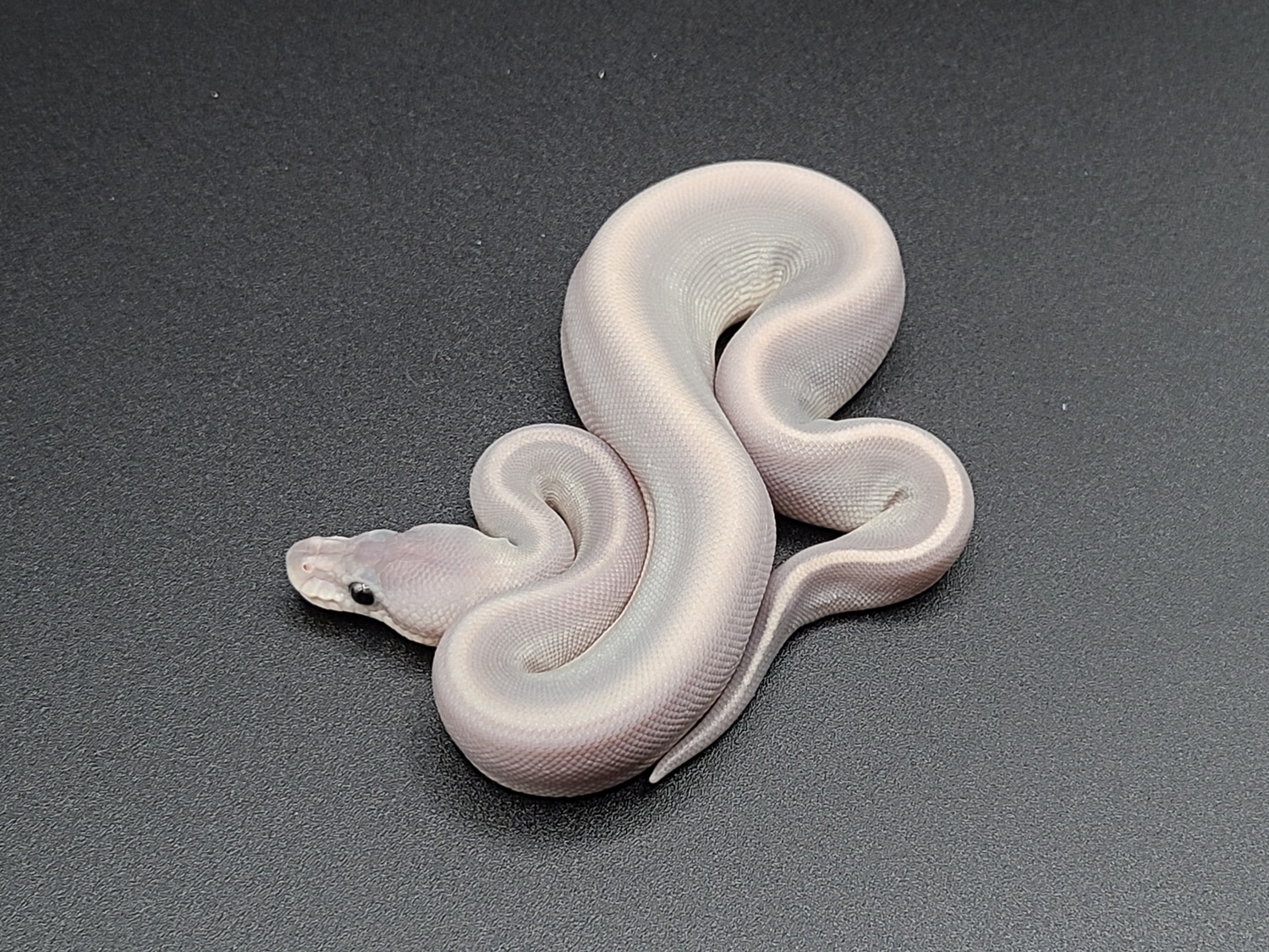 GHI Mojave Black Pastel Ghost Ball Python by CV Exotics inc. - MorphMarket