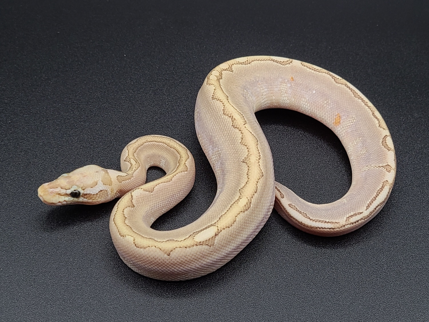 Pastel Bamboo Woma Ball Python by CV Exotics inc. - MorphMarket