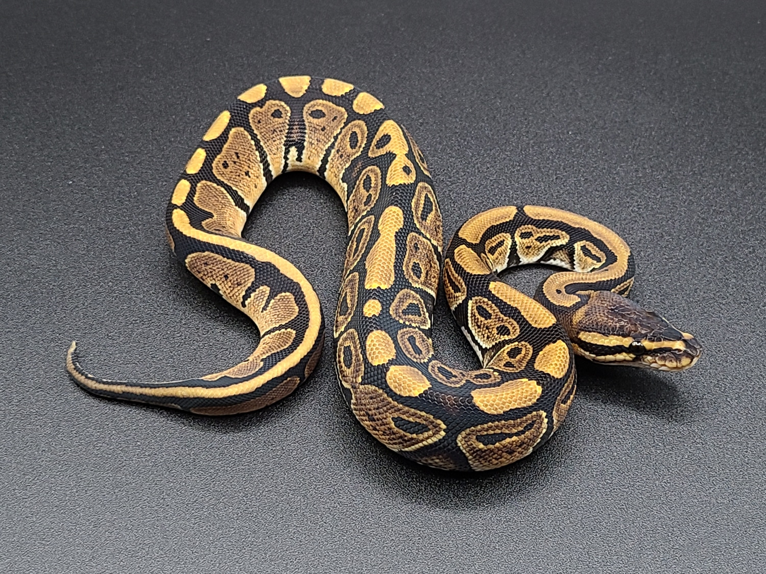 Normal Ball Python by CV Exotics inc. - MorphMarket