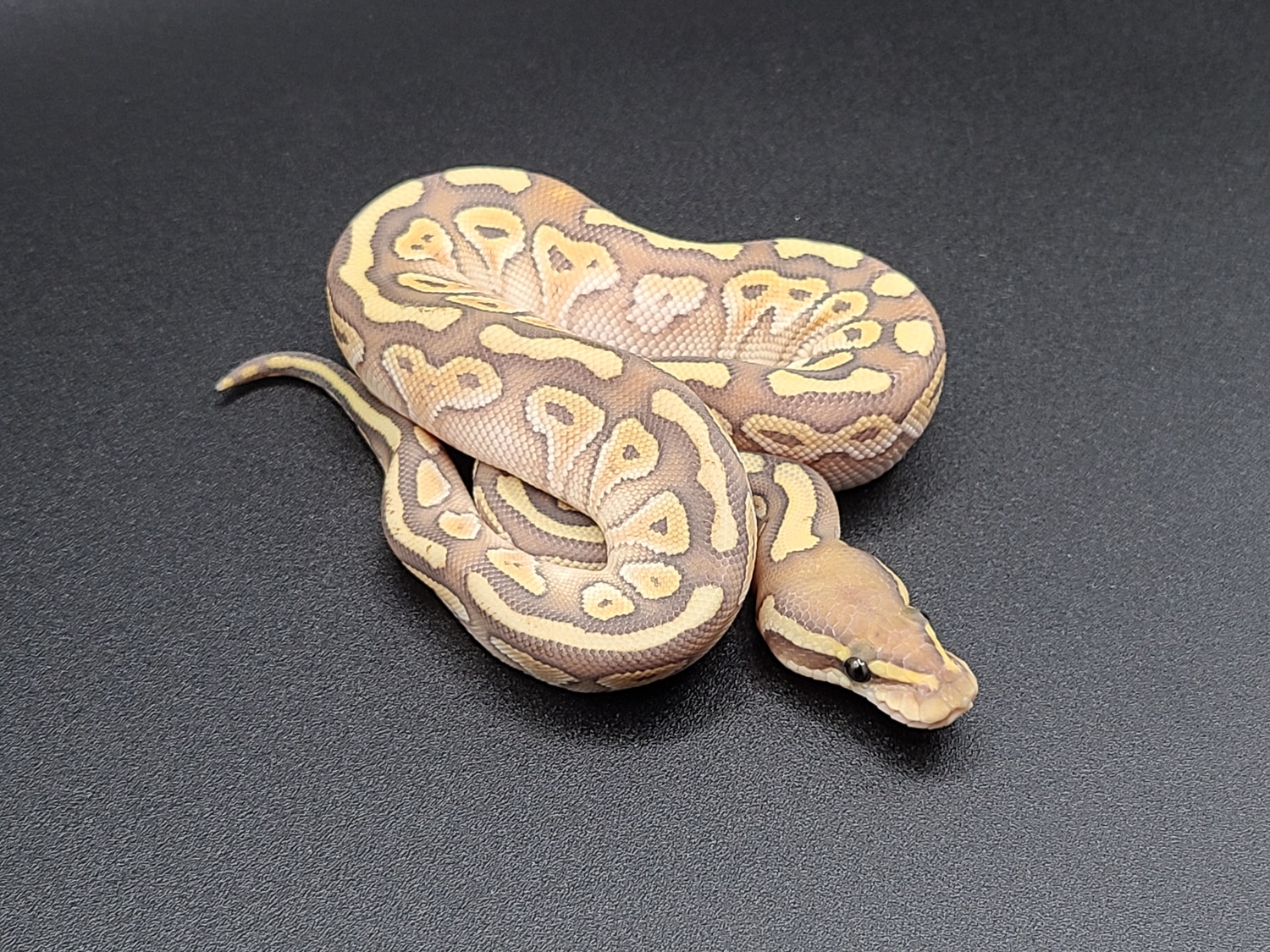 Lesser Ghost 66% Het Caramel Ball Python by CV Exotics inc. - MorphMarket