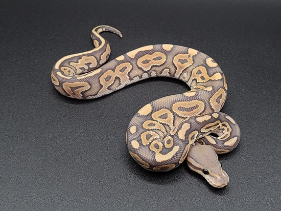 Black Pastel Ghost 100% Het Caramel Ball Python by CV Exotics inc.
