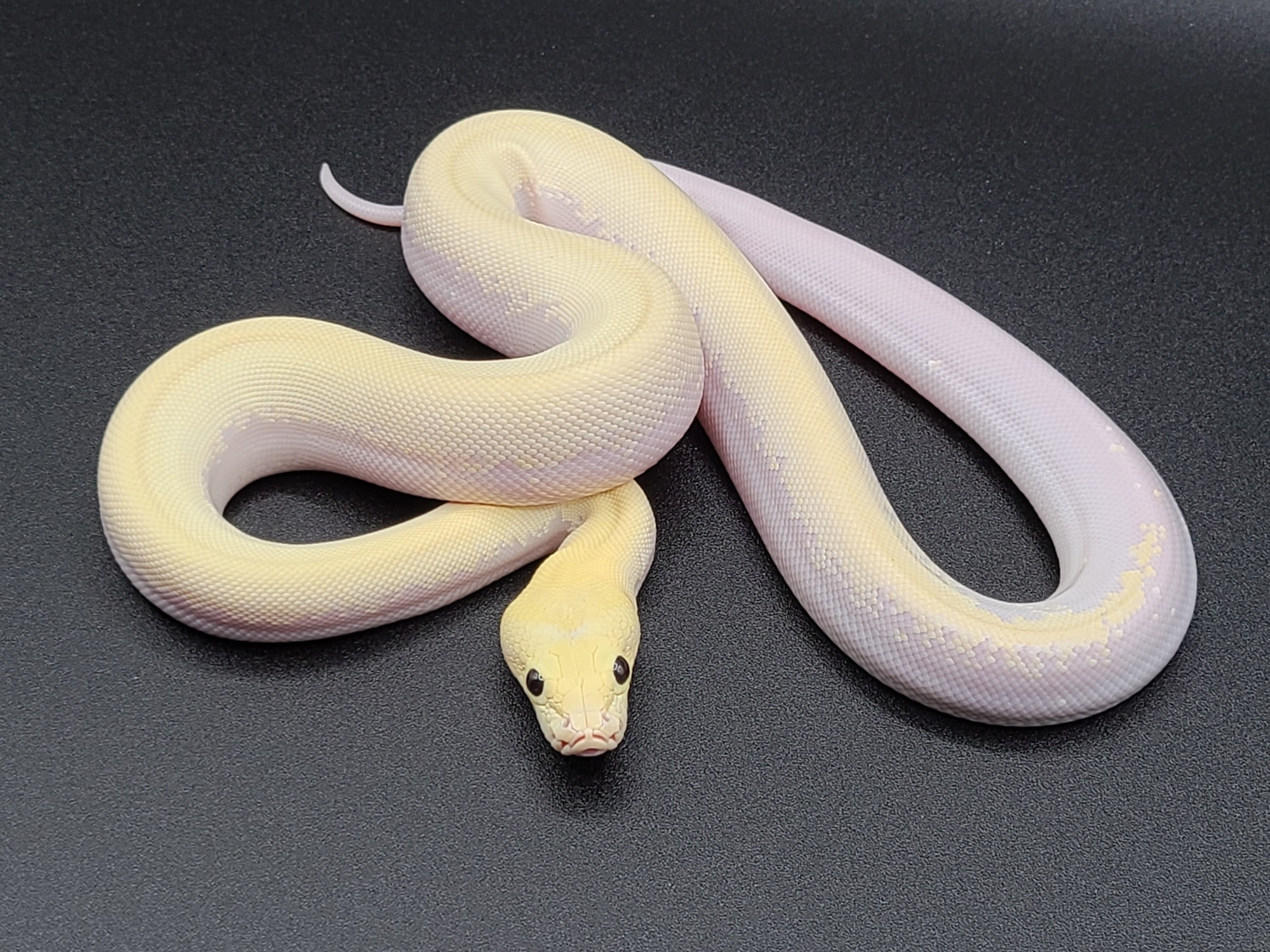 Ivory 100% Het Labyrinth 66% Het Albino Burmese Python by CV Exotics ...