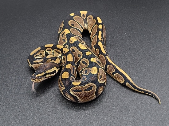 Normal Ball Python by CV Exotics inc.