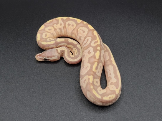 Banana Pastel 50% Het Pied Ball Python by CV Exotics inc.