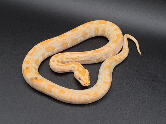 Albino 100% Het Labyrinth Paradox Burmese Python by CV Exotics inc.