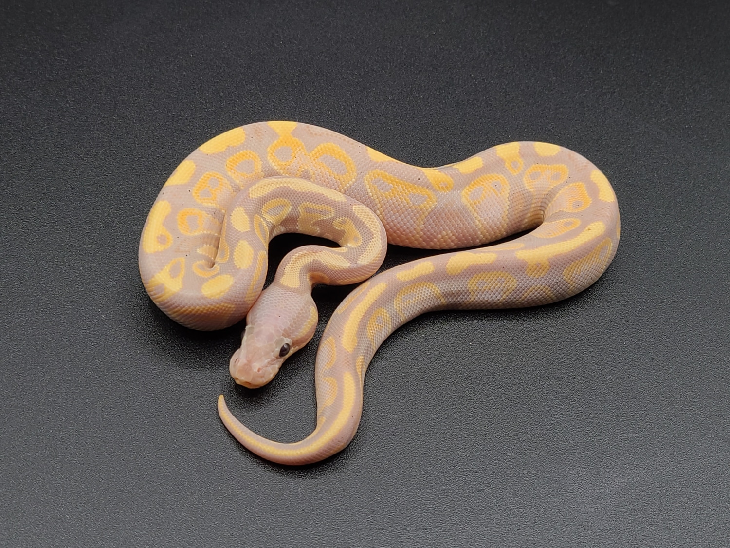 Banana 100% Het Pied Ball Python by CV Exotics inc. - MorphMarket