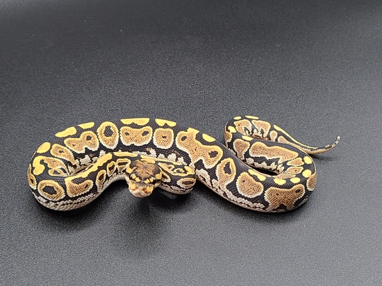 White Lace Yellow Belly Ball Python by CV Exotics inc.