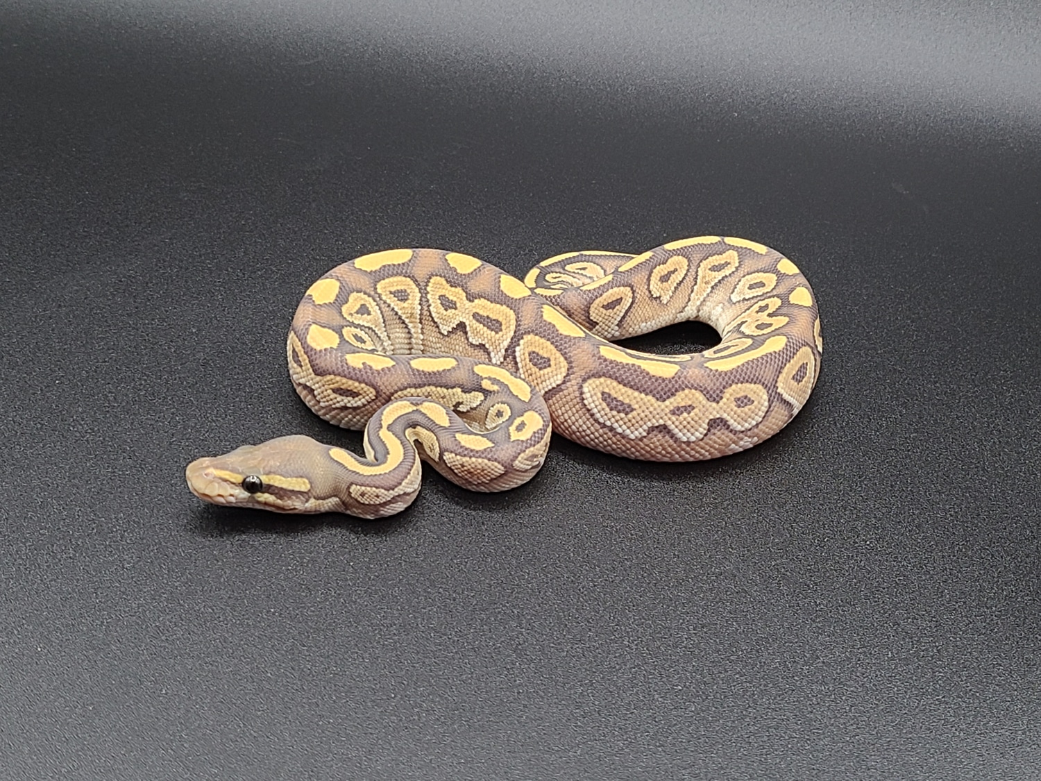 Ghost Mojave Ball Python by CV Exotics inc. - MorphMarket