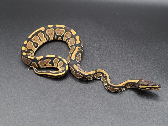 100% Het Pied Ball Python by CV Exotics inc.