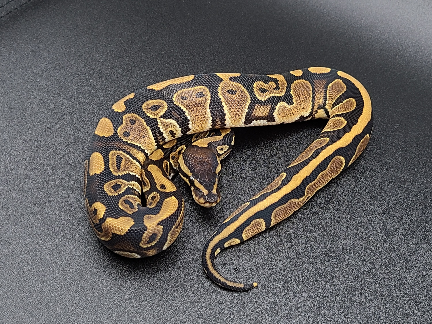 50% Het Pied Ball Python by CV Exotics inc. - MorphMarket