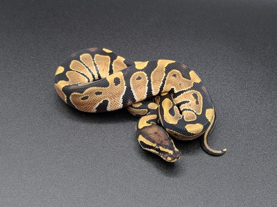 Normal Ball Python by CV Exotics inc.