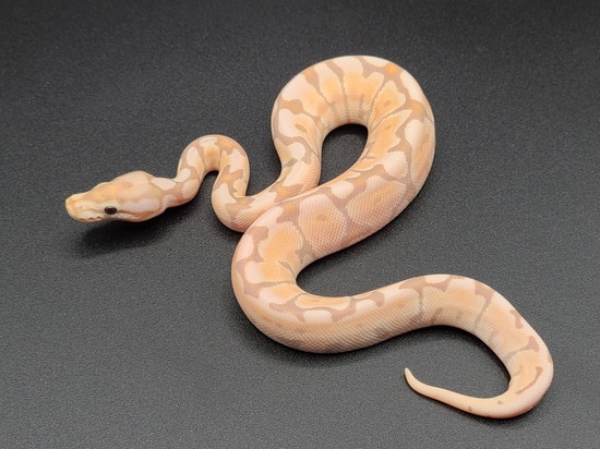 Banana Black Pastel Spider Jungle Woma 50% Het Clown Ball Python by CV ...