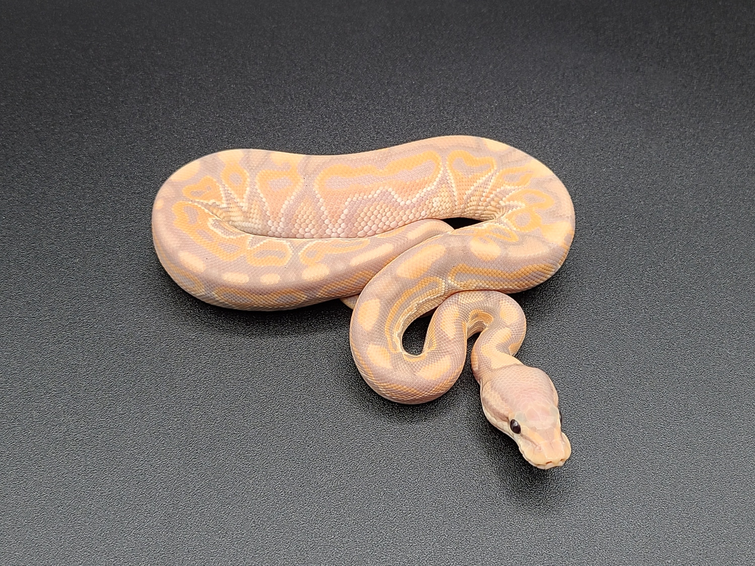 Banana Black Pastel 50% Het Clown Ball Python by CV Exotics inc ...