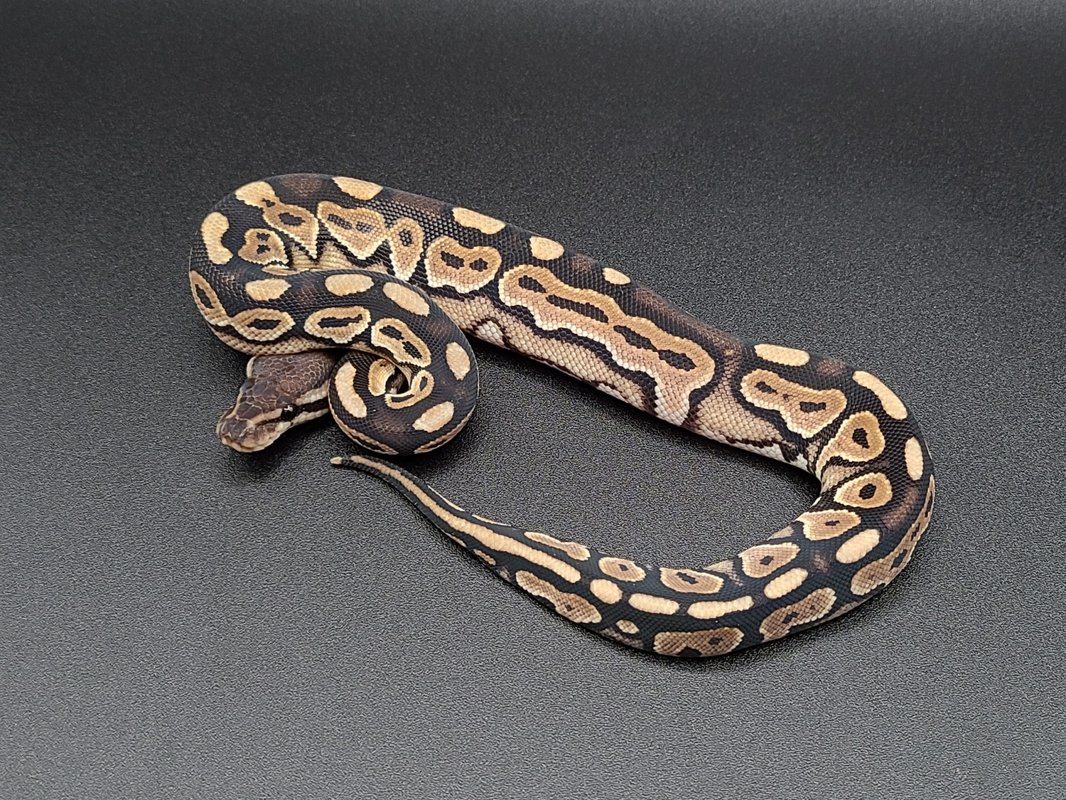 Black Pastel 50% Het Clown Ball Python by CV Exotics inc. - MorphMarket