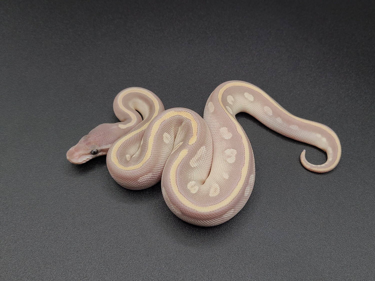 Mystic Potion 100% Het Ghost Ball Python by CV Exotics inc. - MorphMarket