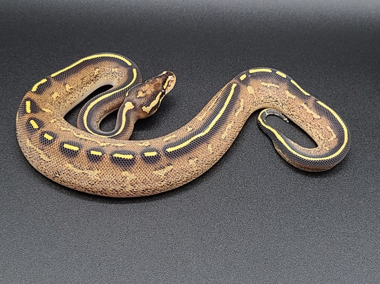 Freeway Ball Python by CV Exotics inc.