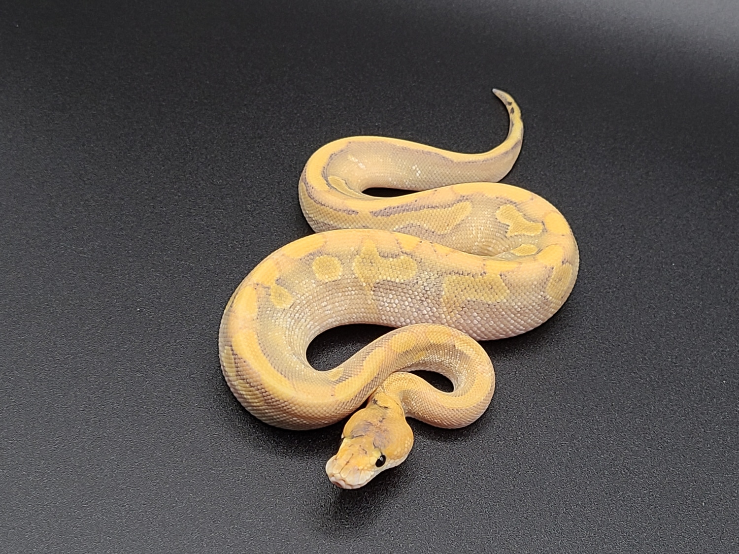Enchi Mimosa Ball Python by CV Exotics inc. - MorphMarket