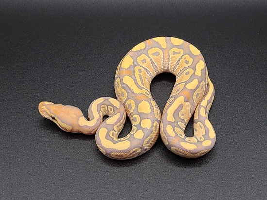 Caramel Glow Ball Python by CV Exotics inc.