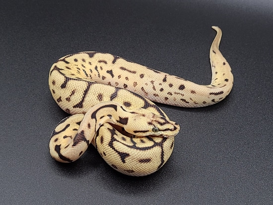 Leopard Bumble Bee Ball Python by CV Exotics inc.