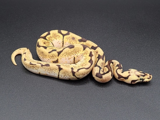 Enchi Bumble Bee Ball Python by CV Exotics inc.