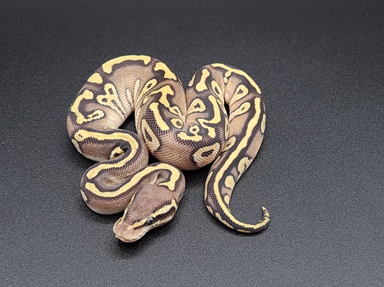Mojave 100% Het Ghost Ball Python by CV Exotics inc.
