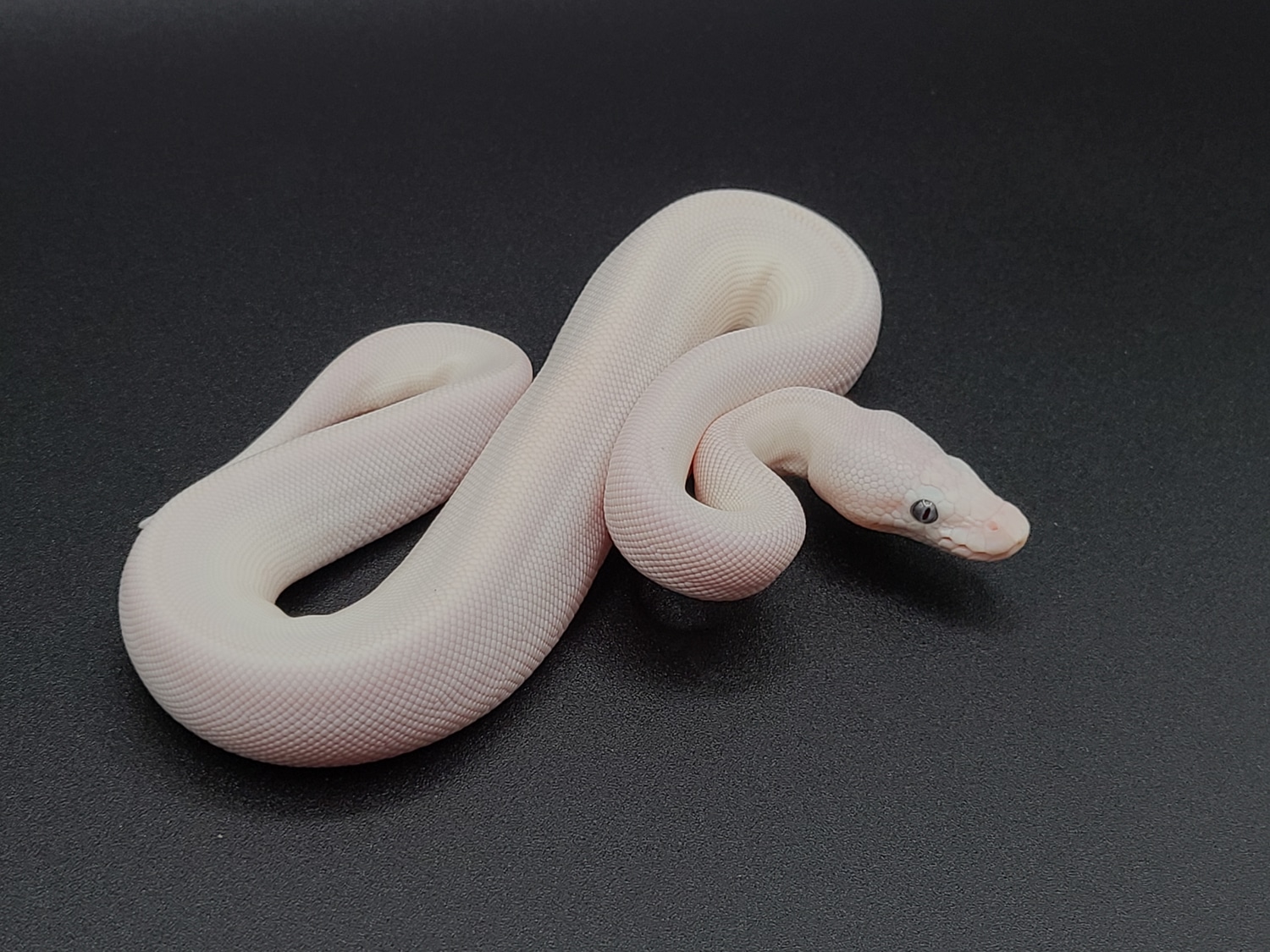 Lucy 100% Het Ghost (Lesser Mojave) Ball Python by CV Exotics inc ...
