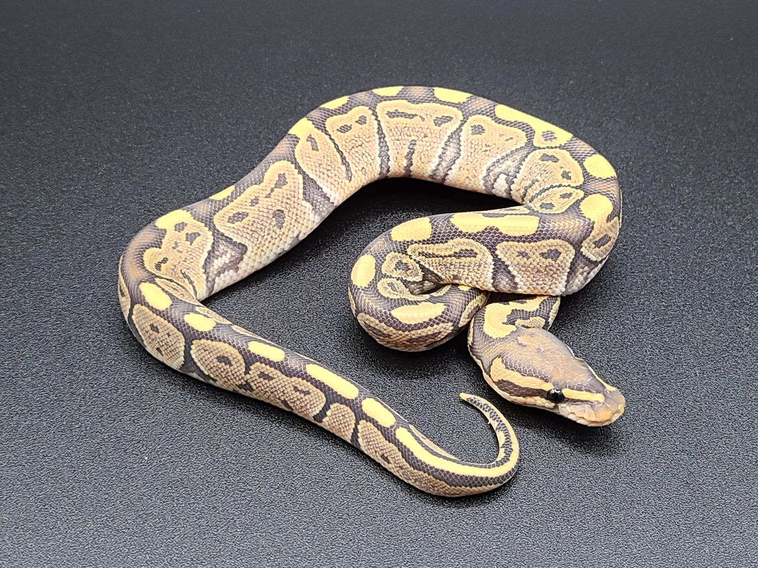 Ghost 100% Het Caramel Ball Python by CV Exotics inc. - MorphMarket