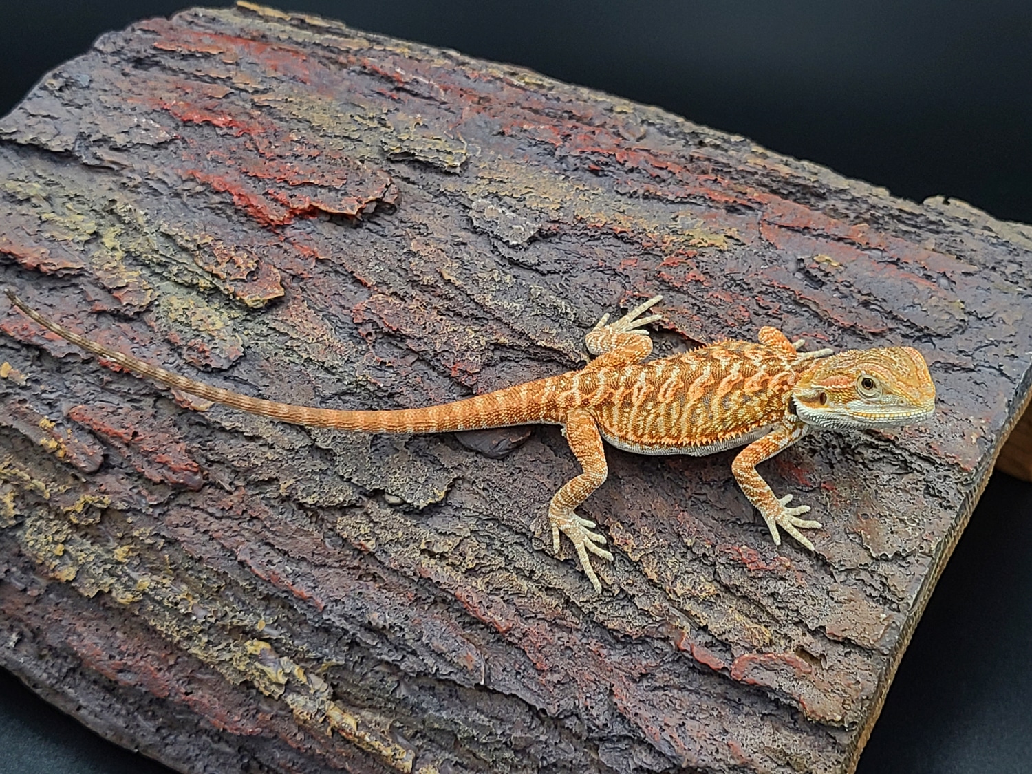 Red Leatherback Bearded Dragon Unsexed Dob Central Bearded Dragon by CV ...