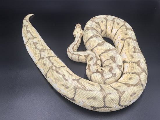 Killer Bumble Bee Ball Python by CV Exotics inc.