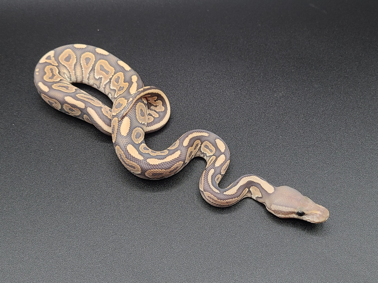 Black Pastel Ghost Ball Python by CV Exotics inc. - MorphMarket